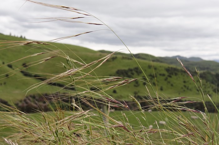Farmers urged to keep invasive pest plant out of Horizons Region ...