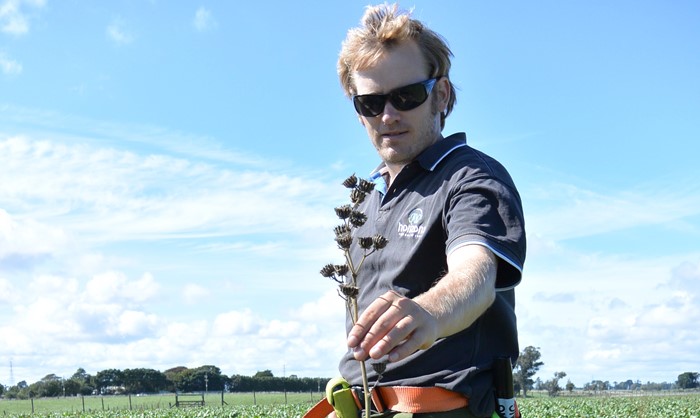 Velvetleaf found in Horizons Region - Horizons Regional Council