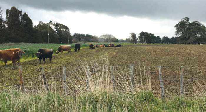 Horizons Regional Council opens consents for new or extended intensive ...