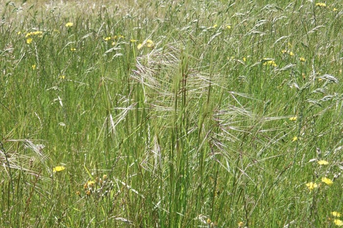 Farmers reminded to help keep Chilean needle grass out of the Horizons ...