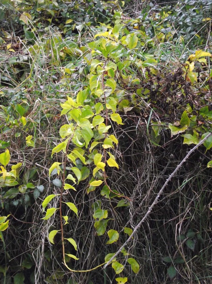 Look out for climbing spindleberry this winter - Horizons Regional Council