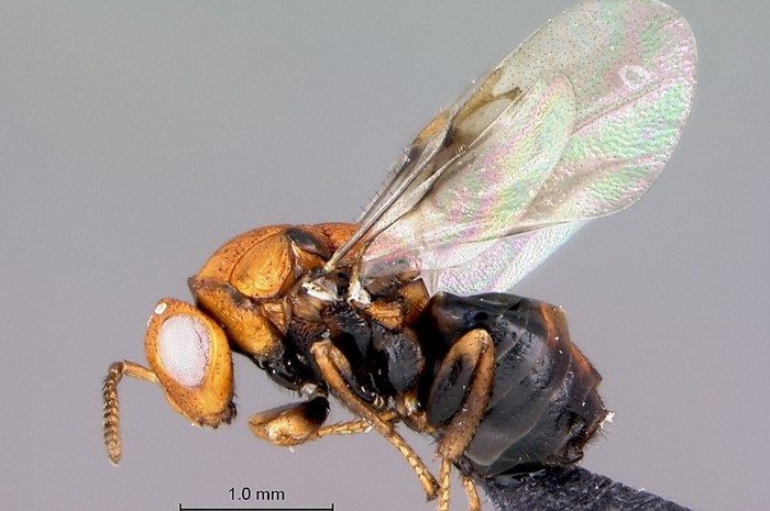 Horizons Regional Council granted consent to release non-stinging wasp ...